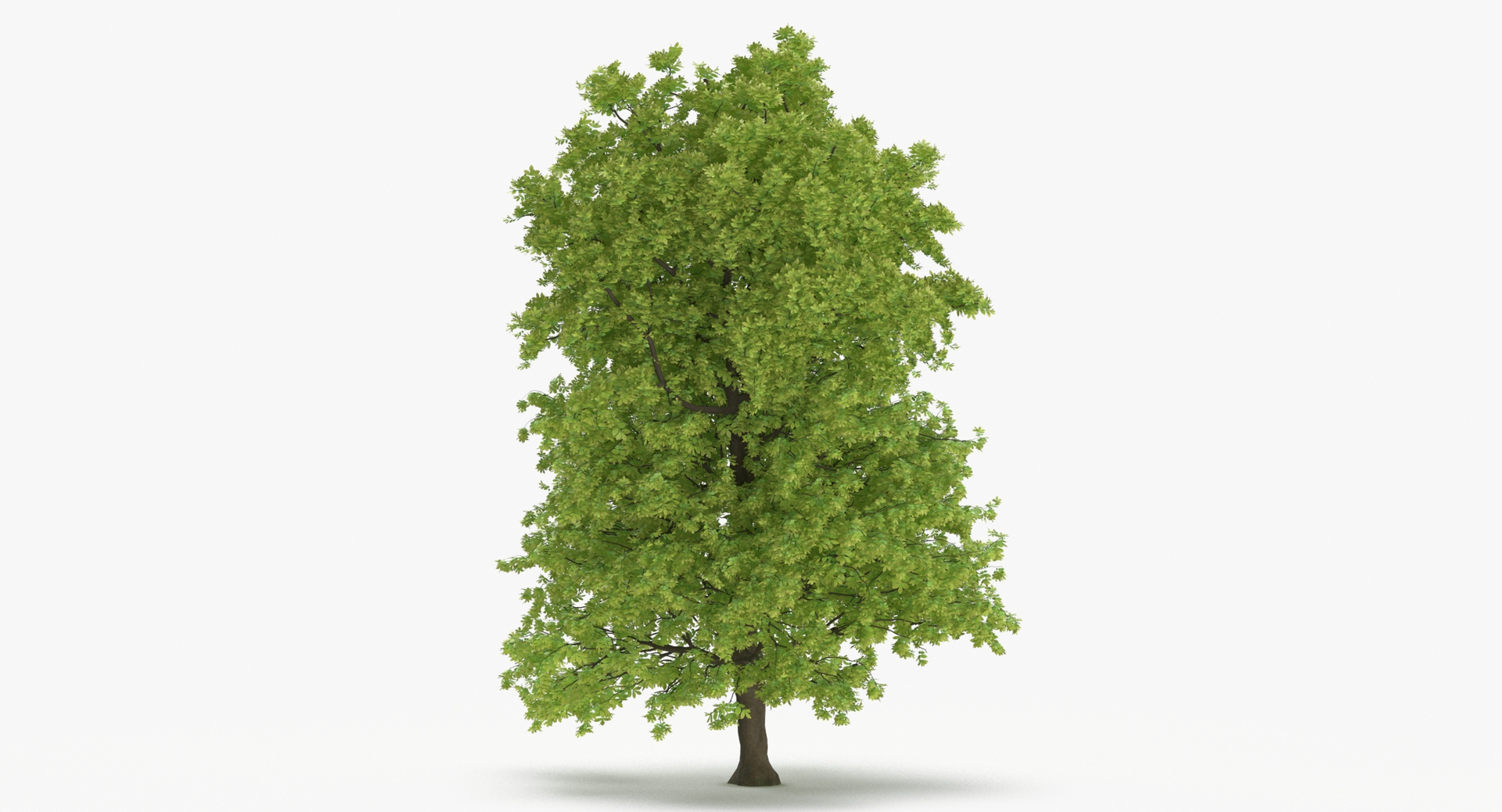 3D Hickory Tree Model - TurboSquid 1874953