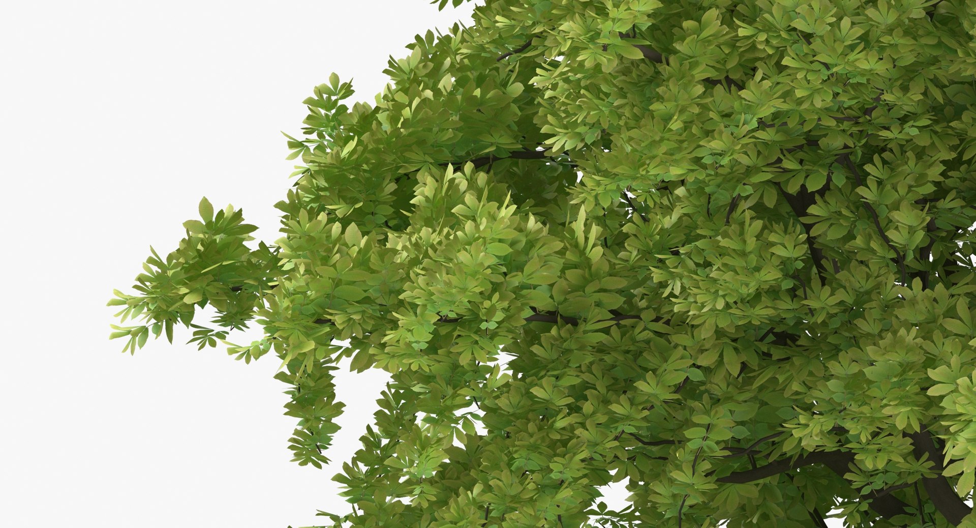 3D Hickory Tree Model - TurboSquid 1874953