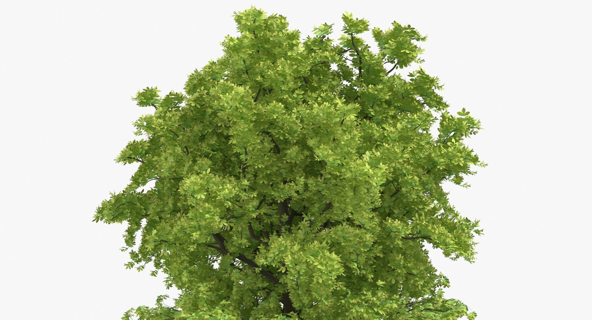 3D Hickory Tree Model - TurboSquid 1874953