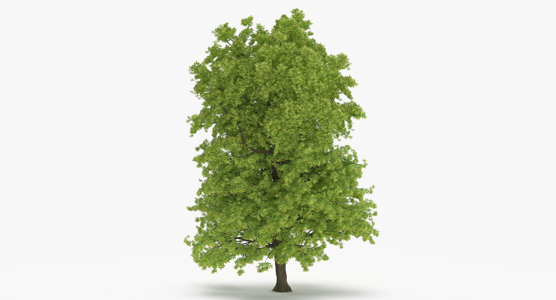 3D Hickory Tree Model - TurboSquid 1874953