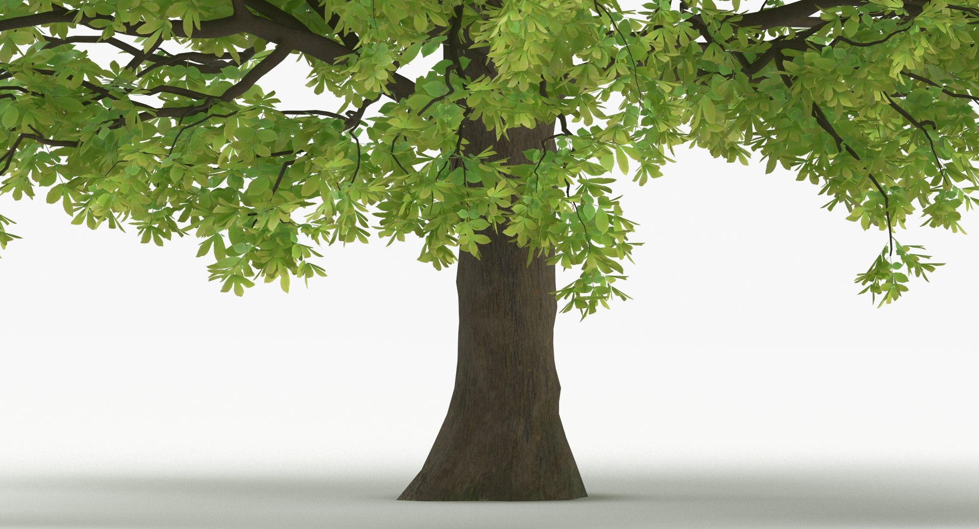 3D Hickory Tree Model - TurboSquid 1874953