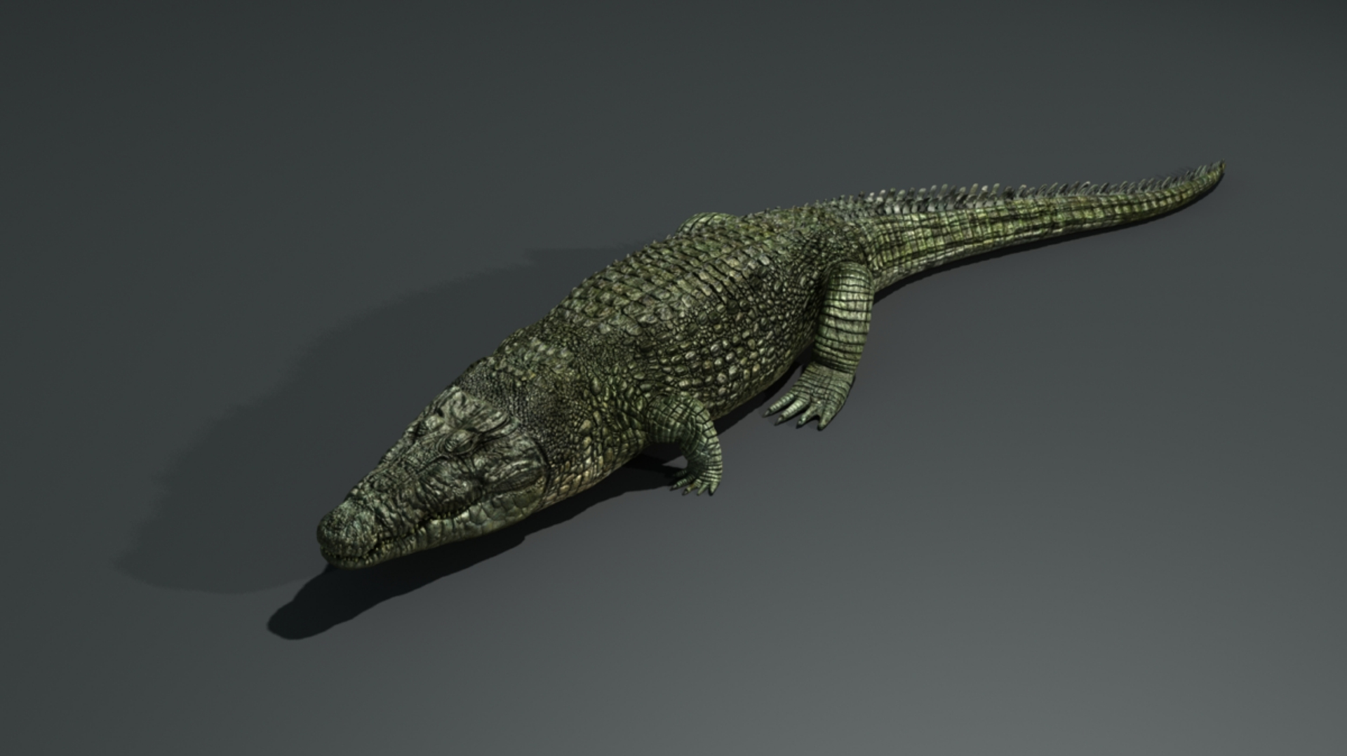 3d Realistic Crocodile