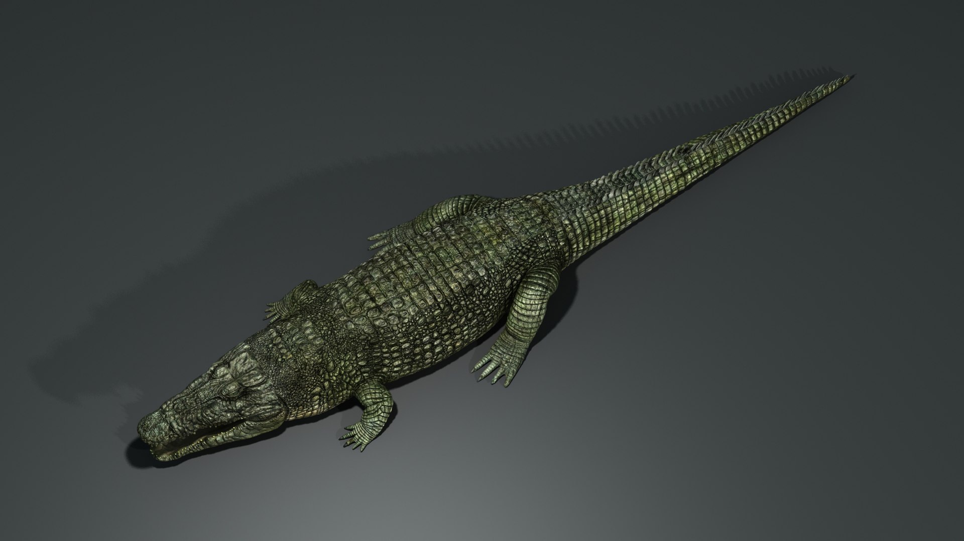 3d Realistic Crocodile
