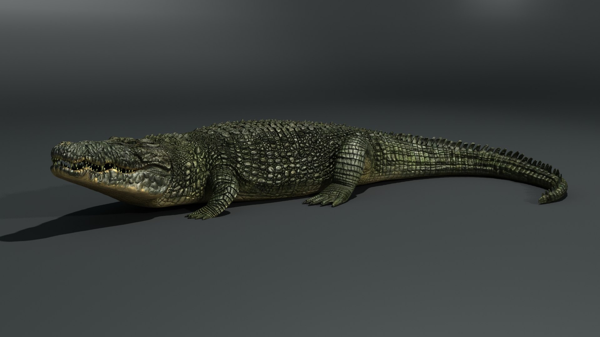 3d Realistic Crocodile