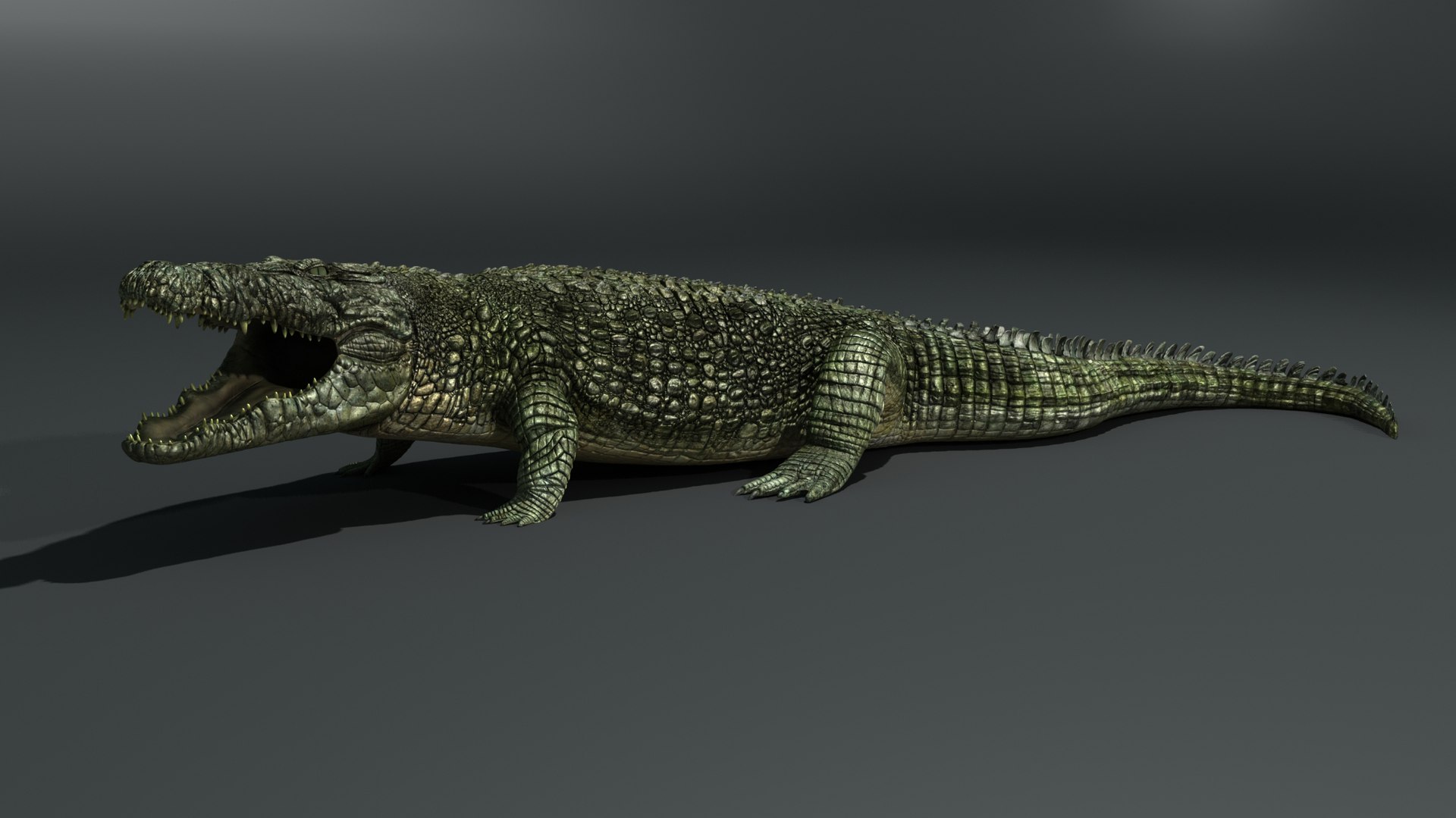 3d Realistic Crocodile