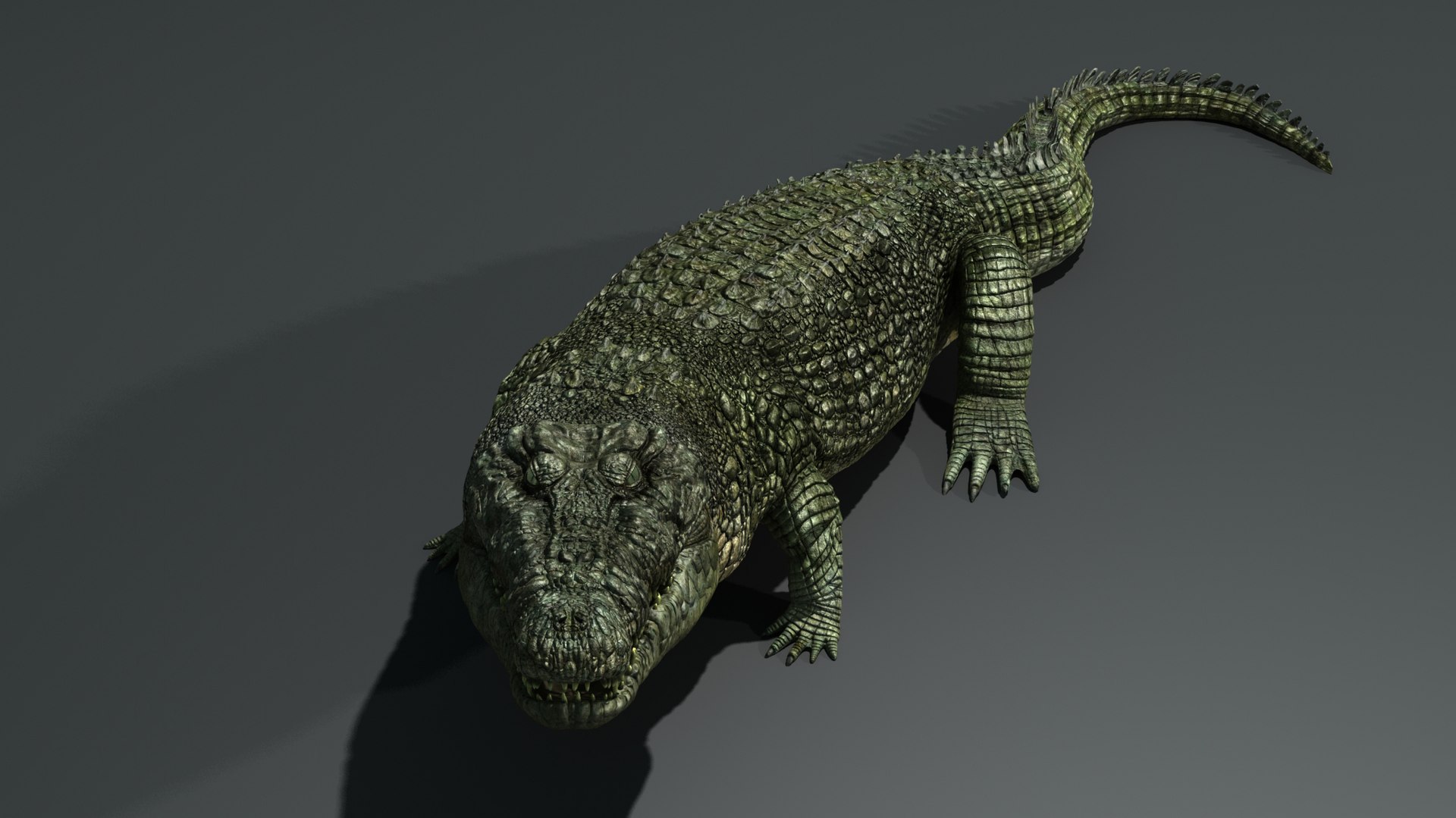 3d Realistic Crocodile