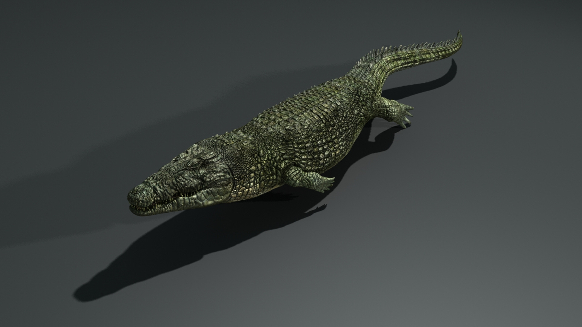 3d Realistic Crocodile