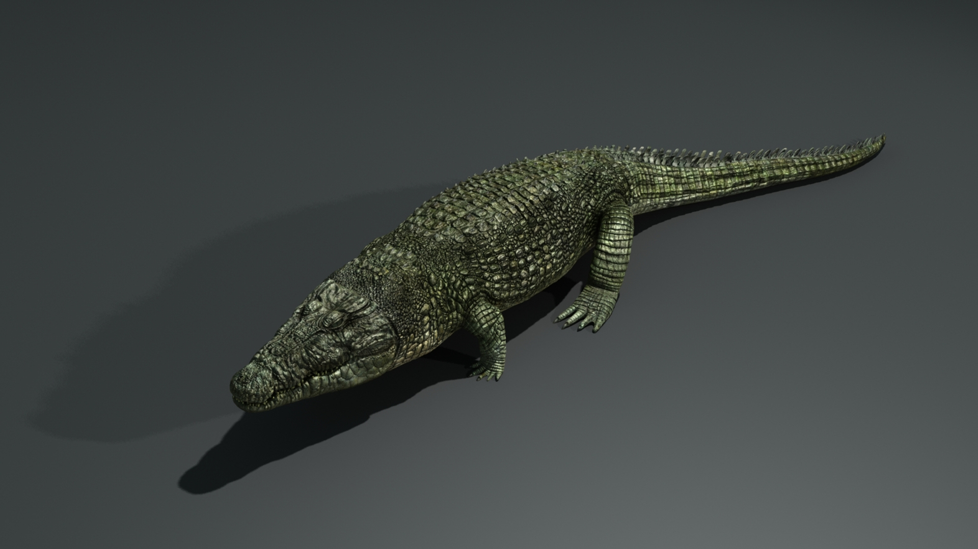 3d Realistic Crocodile