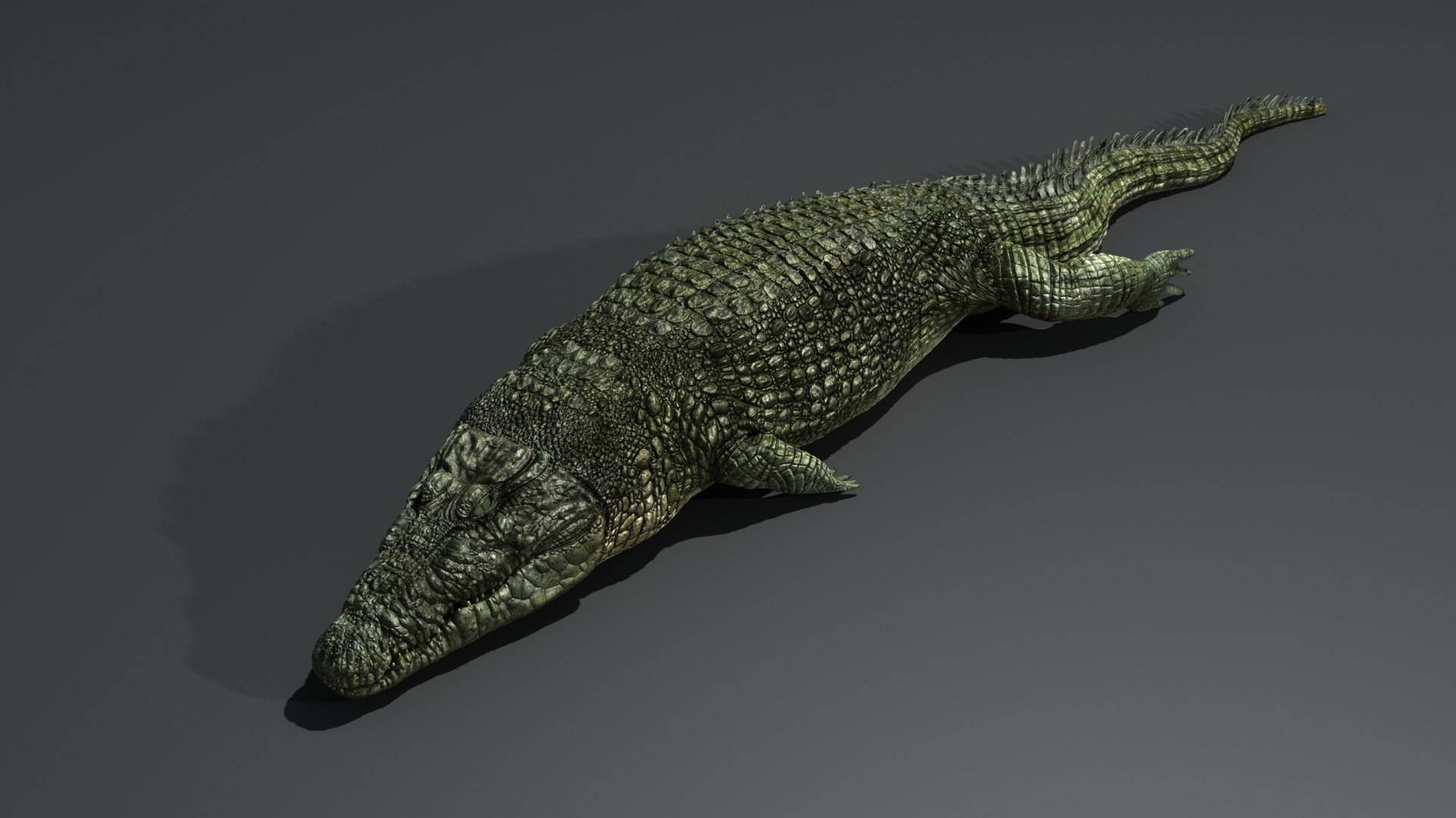 3d Realistic Crocodile
