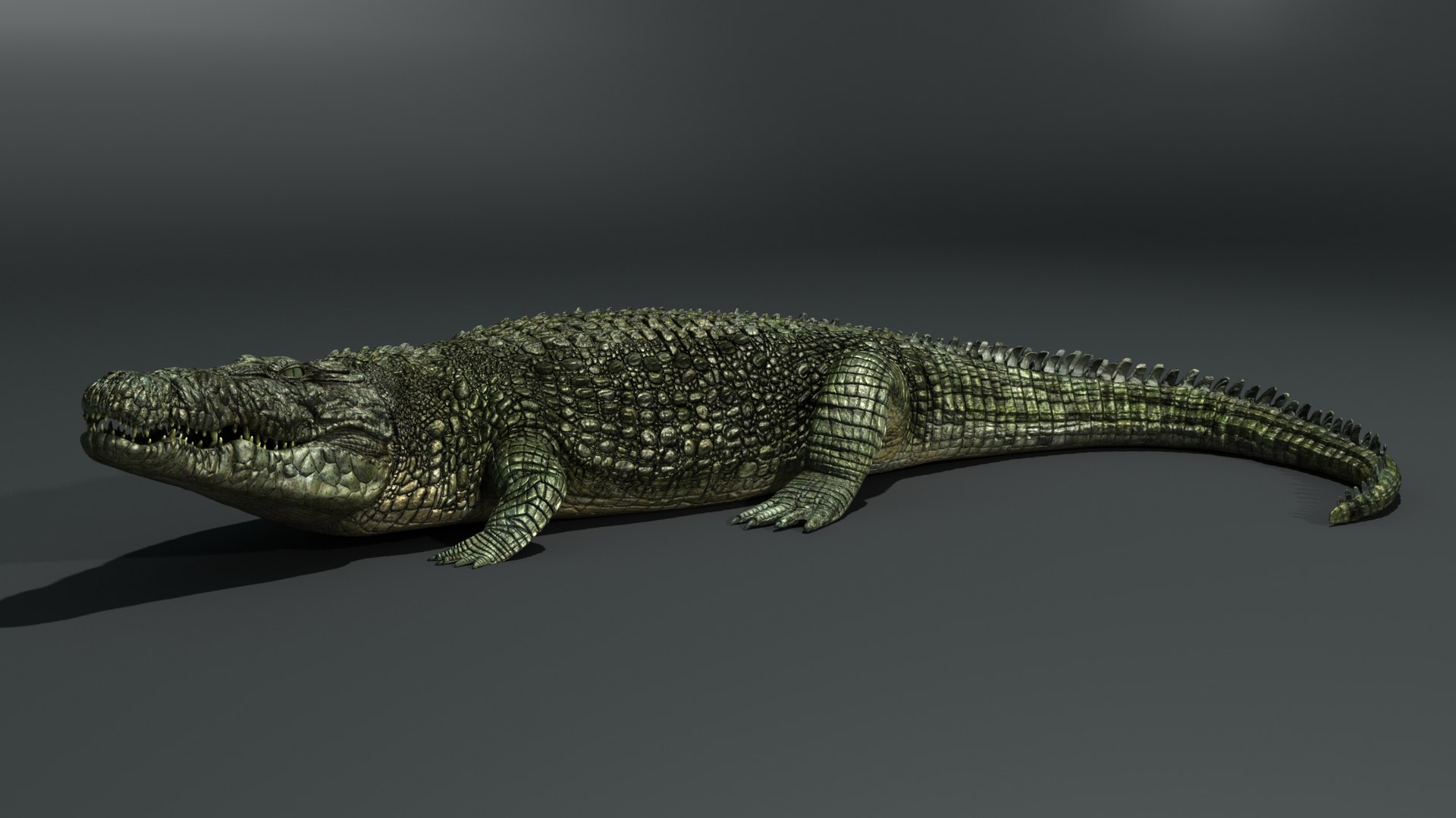 3d Realistic Crocodile