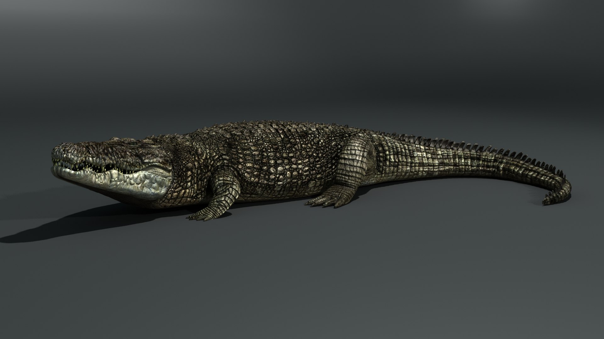 3d Realistic Crocodile