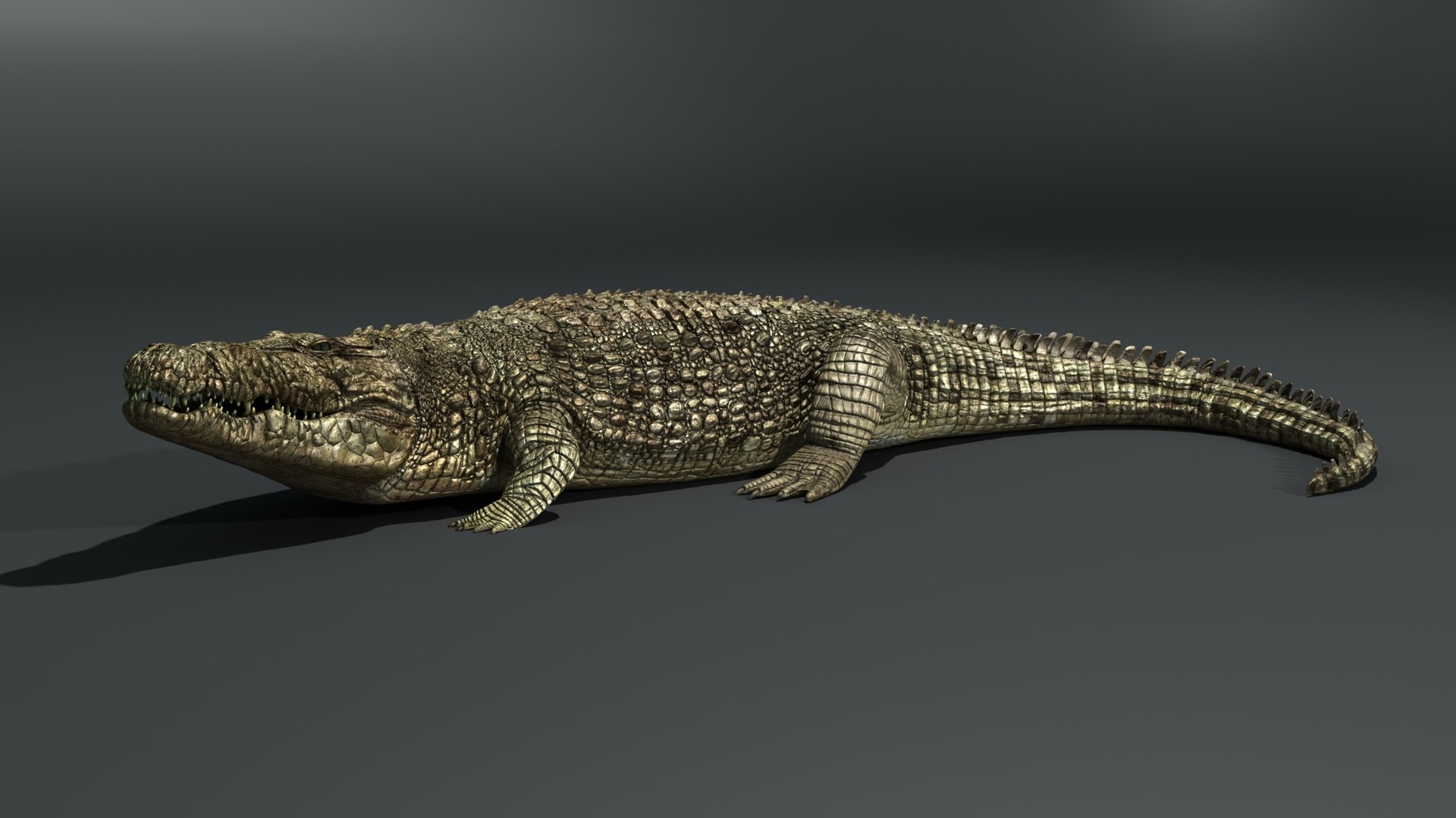 3d Realistic Crocodile