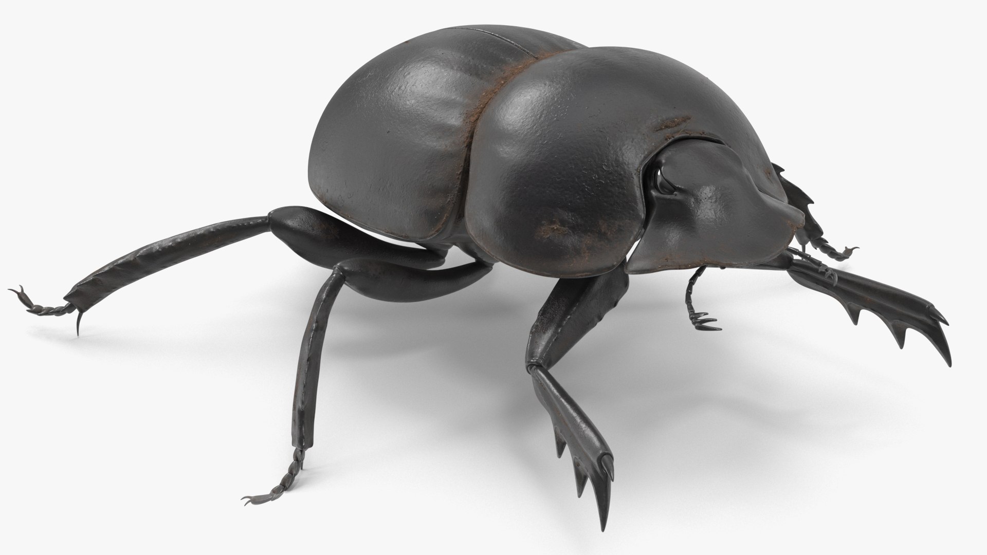 3D Mud Beetle Dirty Rigged For Maya - TurboSquid 2352732
