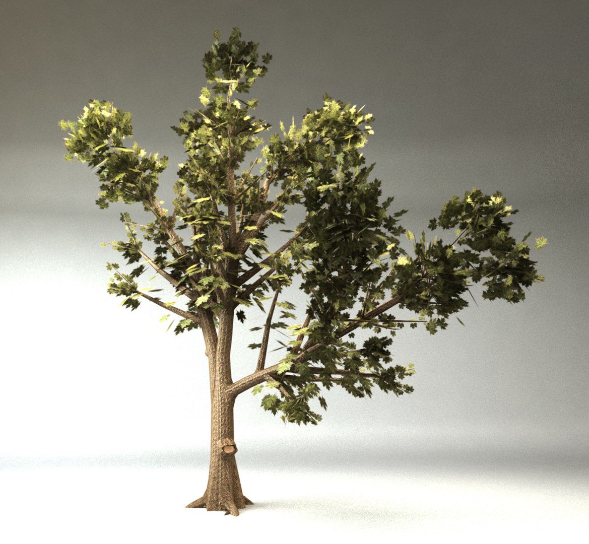 Tree Maple 3D Model - TurboSquid 1387617