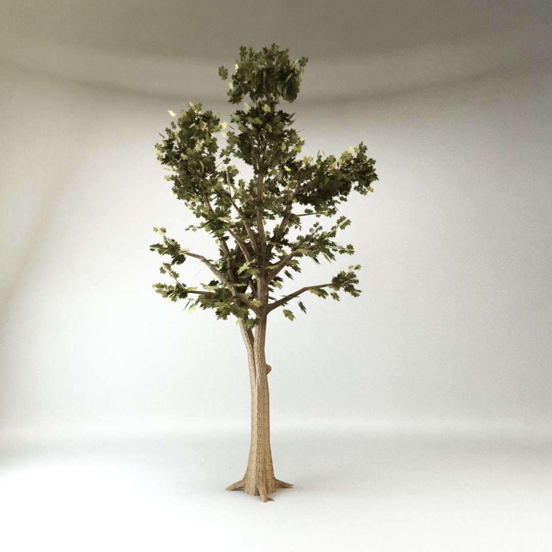 Tree Maple 3D Model - TurboSquid 1387617