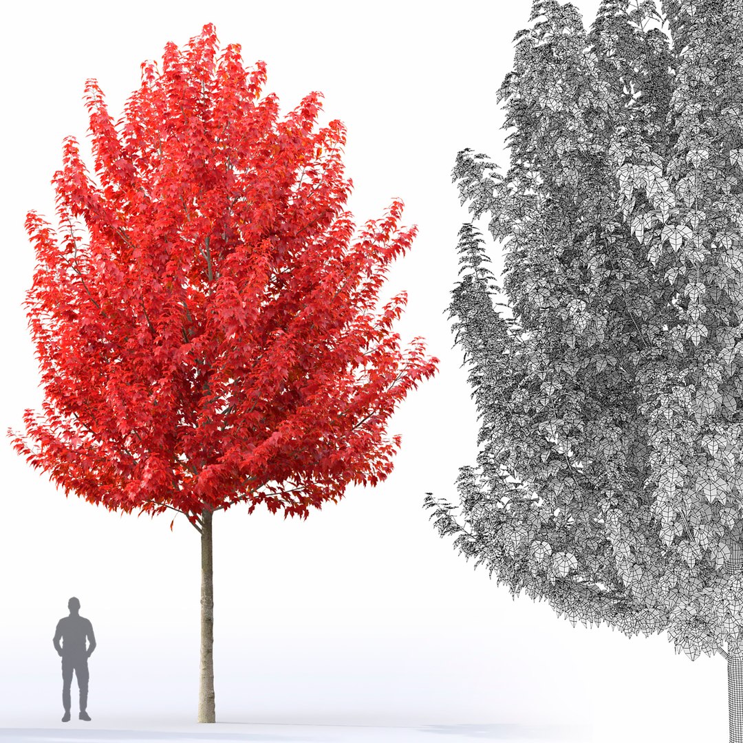 3D Acer Rubrum 02 - TurboSquid 1797401