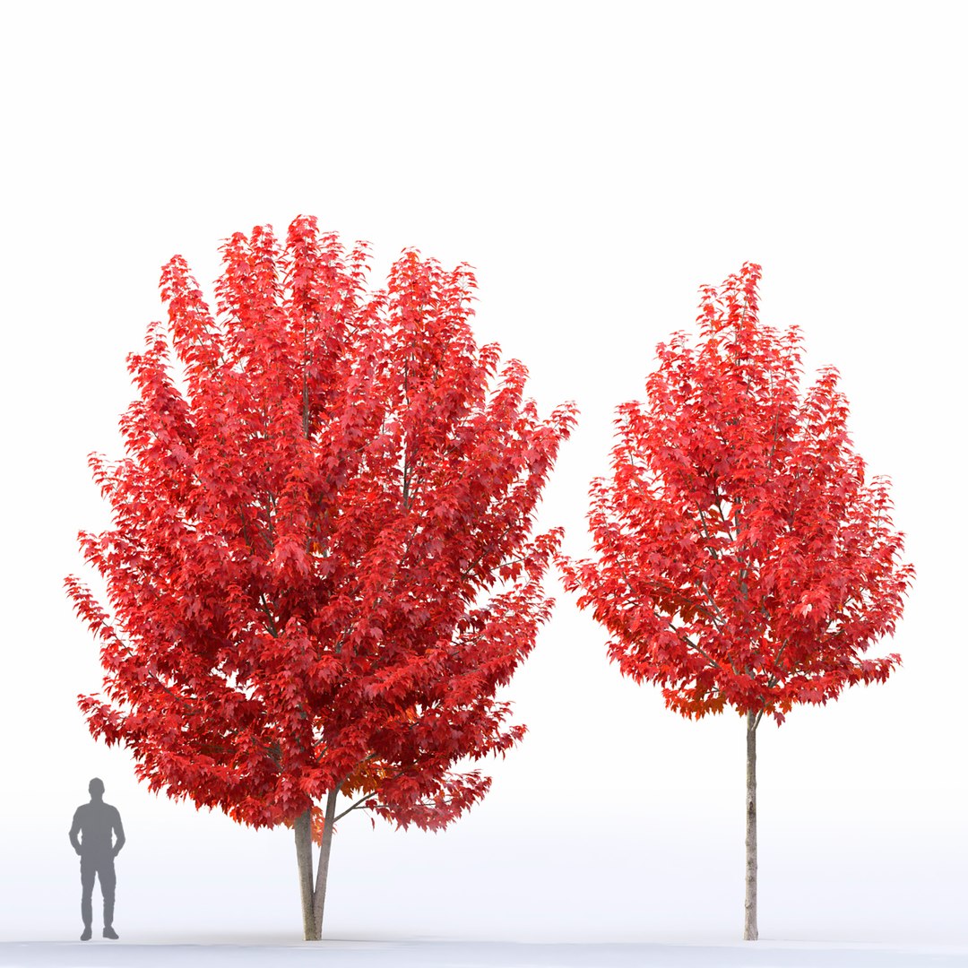 3D Acer Rubrum 02 - TurboSquid 1797401