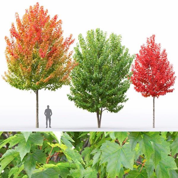 3D Acer Rubrum 02 - TurboSquid 1797401