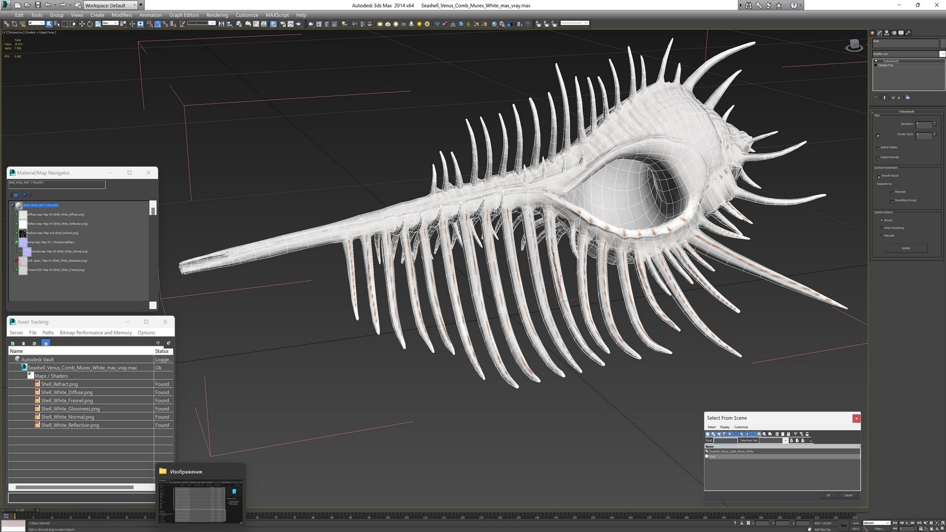3D Model Seashell Venus Comb Murex White - TurboSquid 2232374