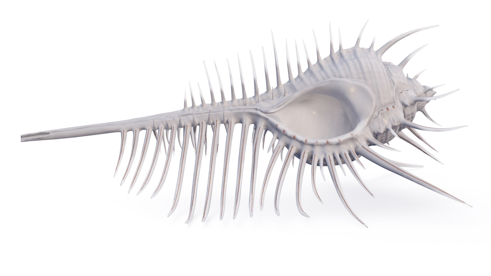 3D Model Seashell Venus Comb Murex White - TurboSquid 2232374