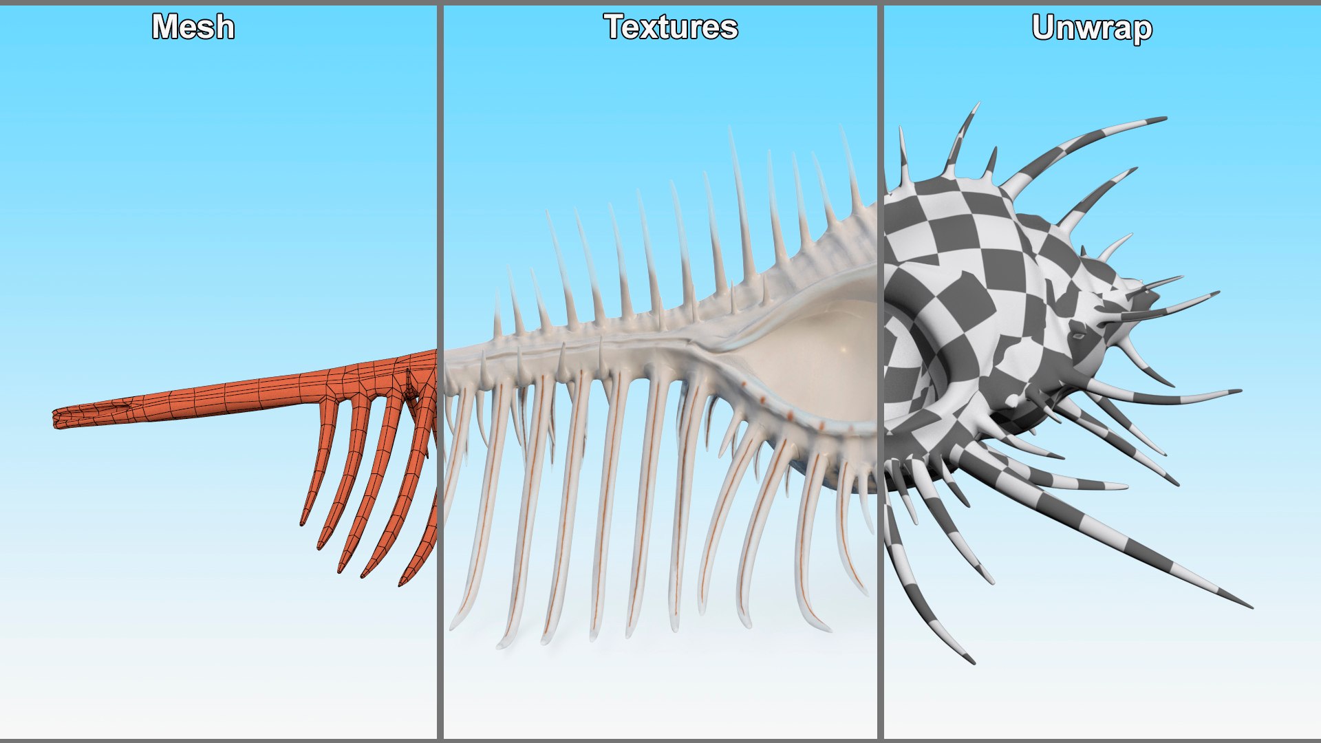 3D Model Seashell Venus Comb Murex White - TurboSquid 2232374