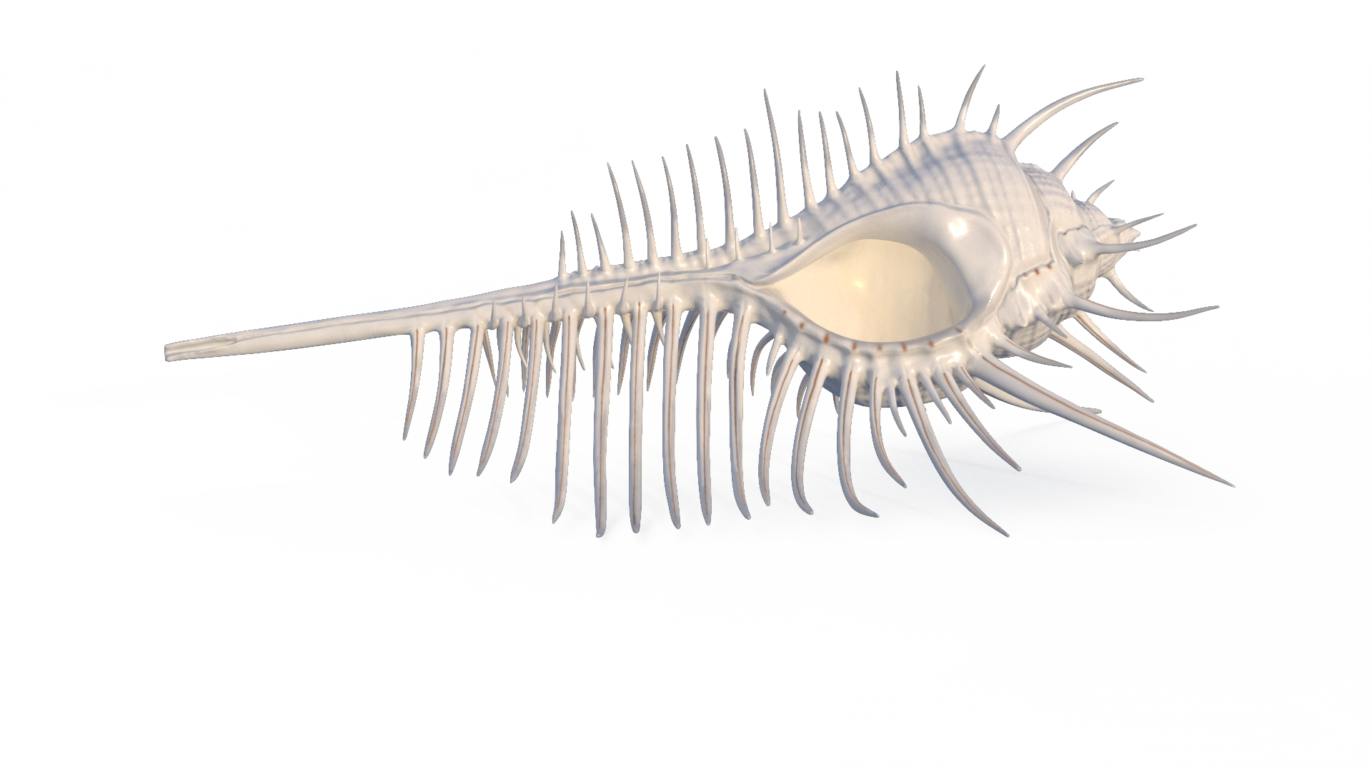3D Model Seashell Venus Comb Murex White - TurboSquid 2232374