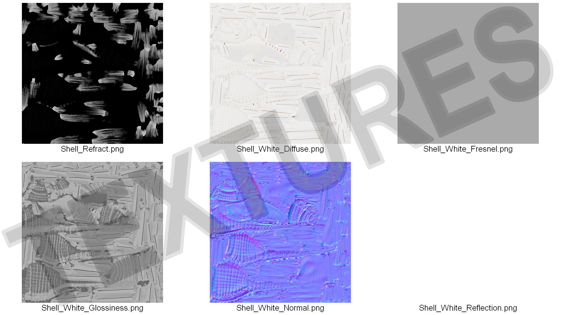 3D Model Seashell Venus Comb Murex White - TurboSquid 2232374