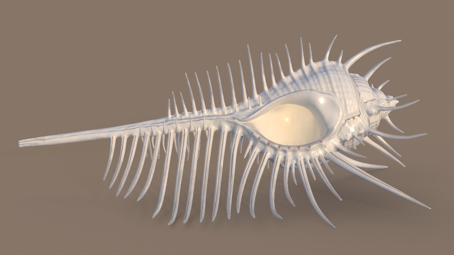 3D Model Seashell Venus Comb Murex White - TurboSquid 2232374