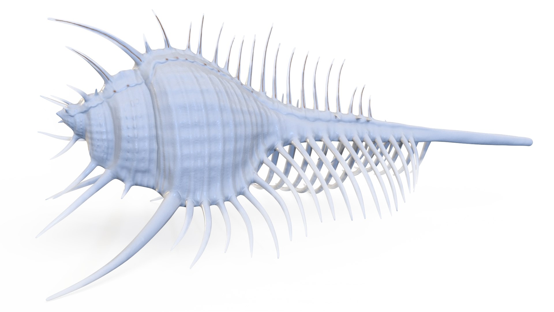 3D Model Seashell Venus Comb Murex White - TurboSquid 2232374