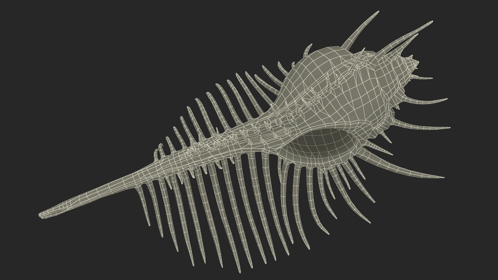 3D Model Seashell Venus Comb Murex White - TurboSquid 2232374