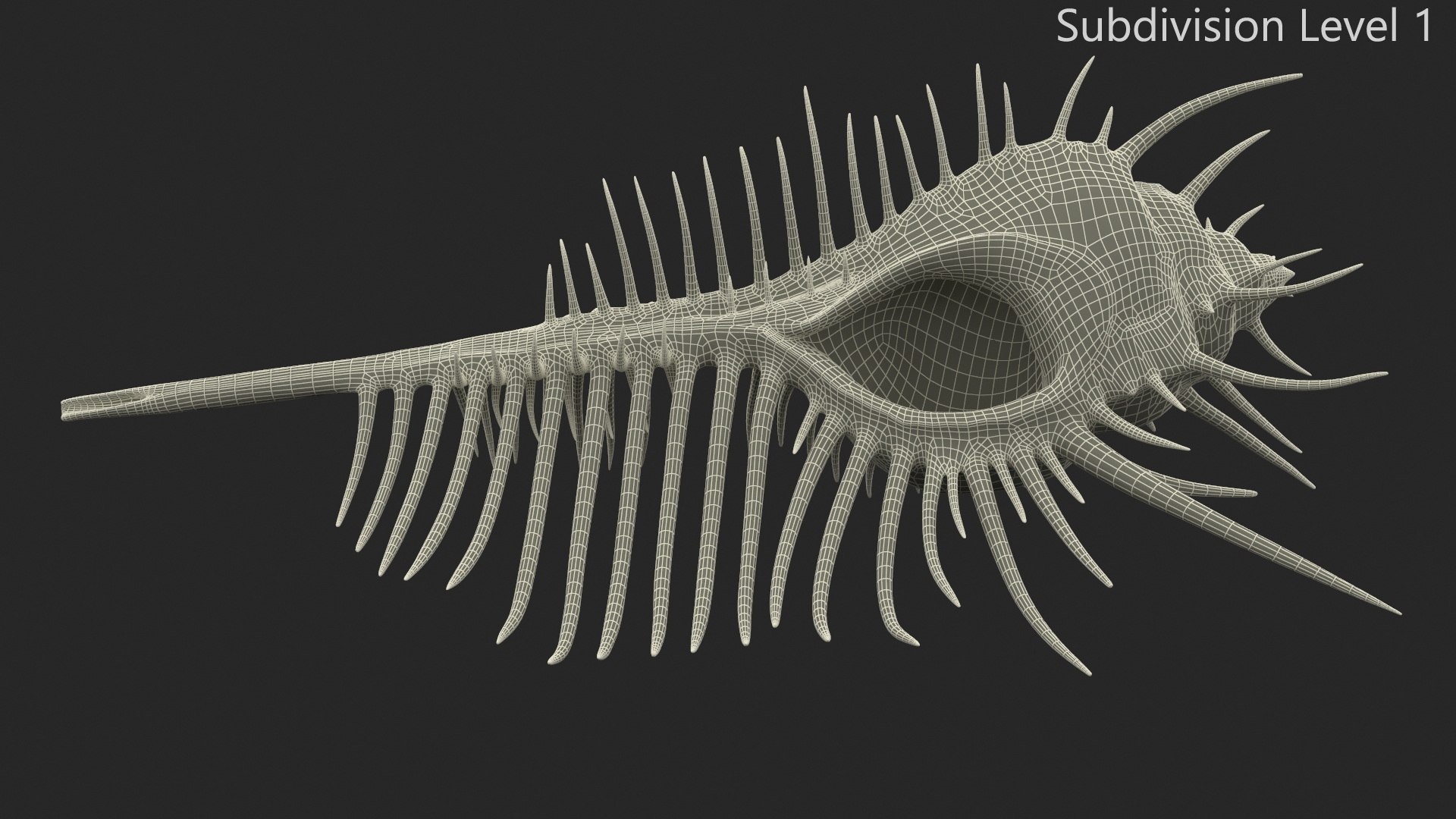3D Model Seashell Venus Comb Murex White - TurboSquid 2232374