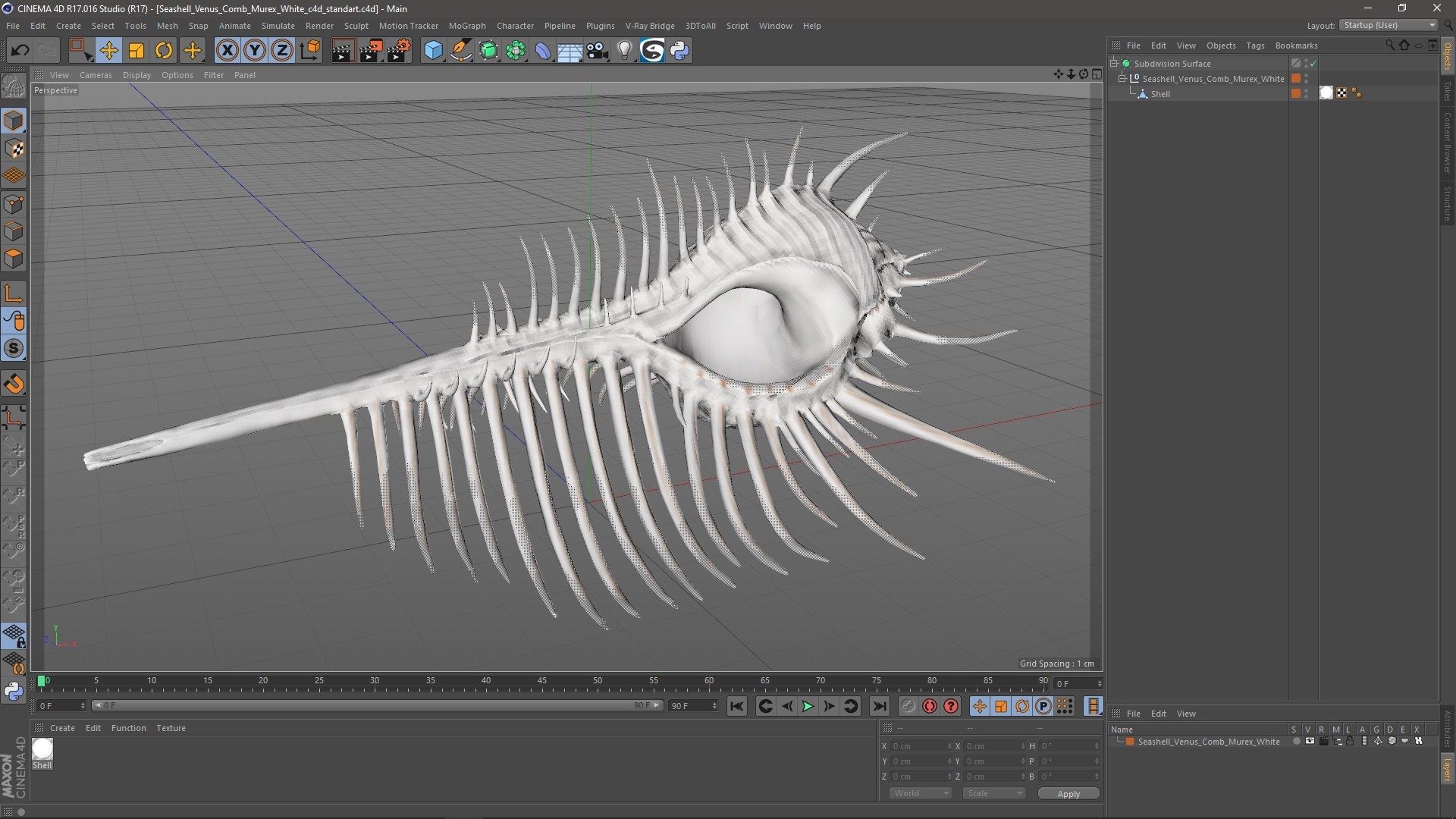 3D Model Seashell Venus Comb Murex White - TurboSquid 2232374