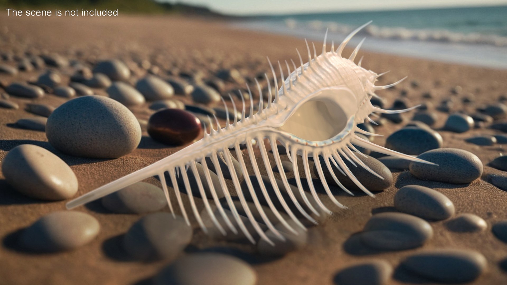 3D Model Seashell Venus Comb Murex White - TurboSquid 2232374