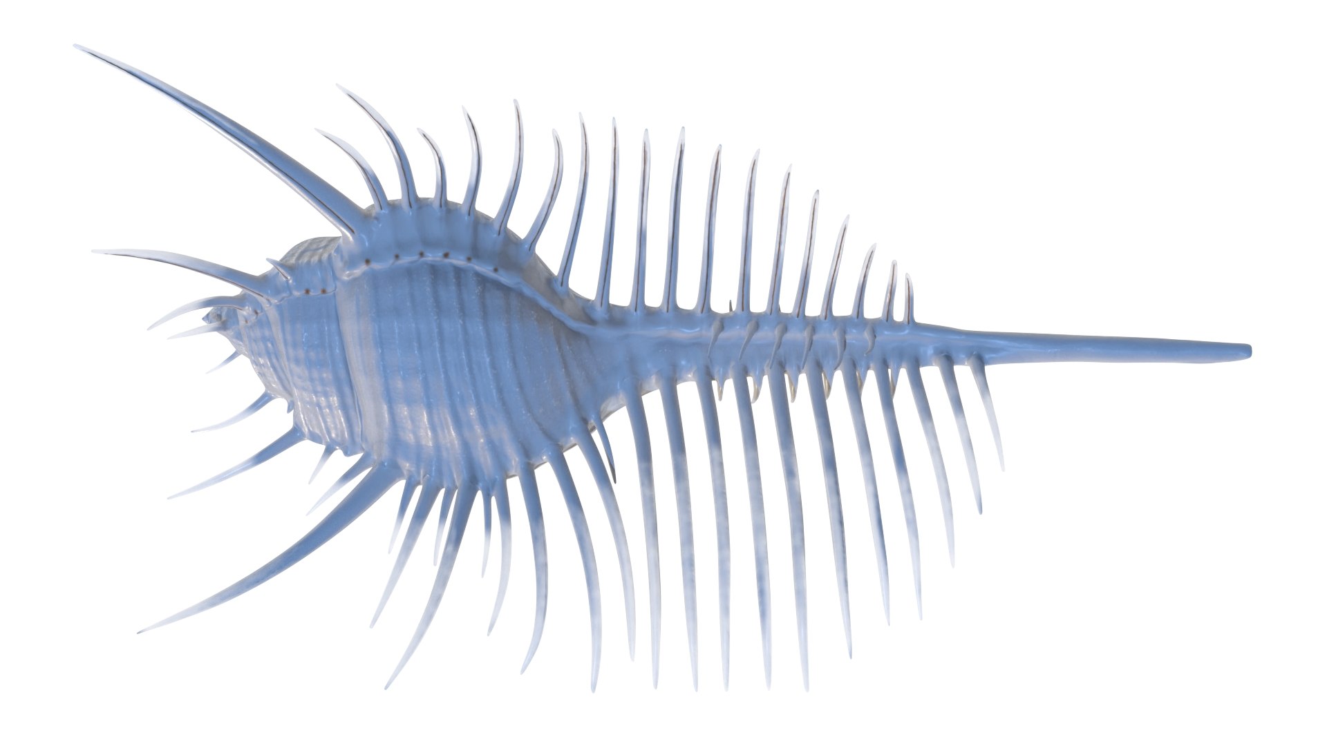 3D Model Seashell Venus Comb Murex White - TurboSquid 2232374