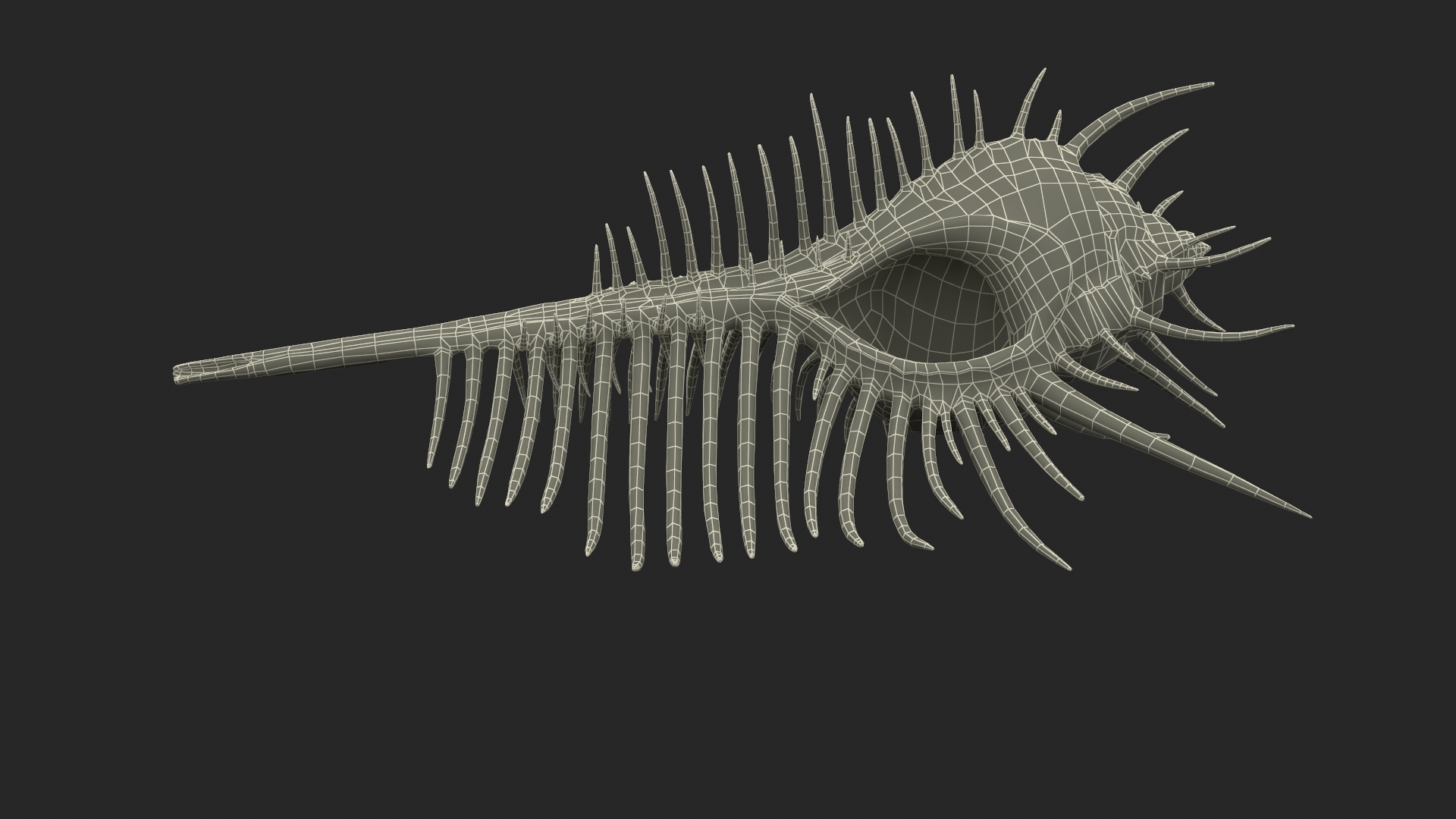 3D Model Seashell Venus Comb Murex White - TurboSquid 2232374