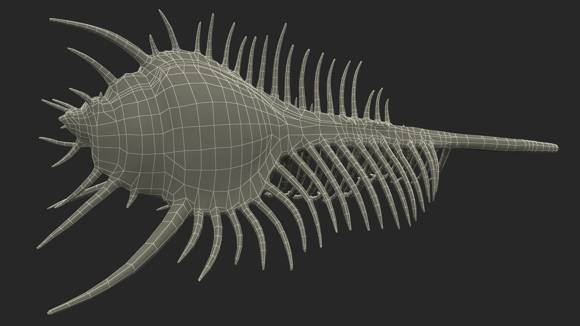 3D Model Seashell Venus Comb Murex White - TurboSquid 2232374