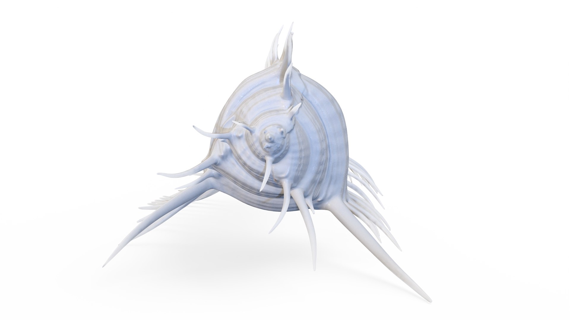 3D Model Seashell Venus Comb Murex White - TurboSquid 2232374