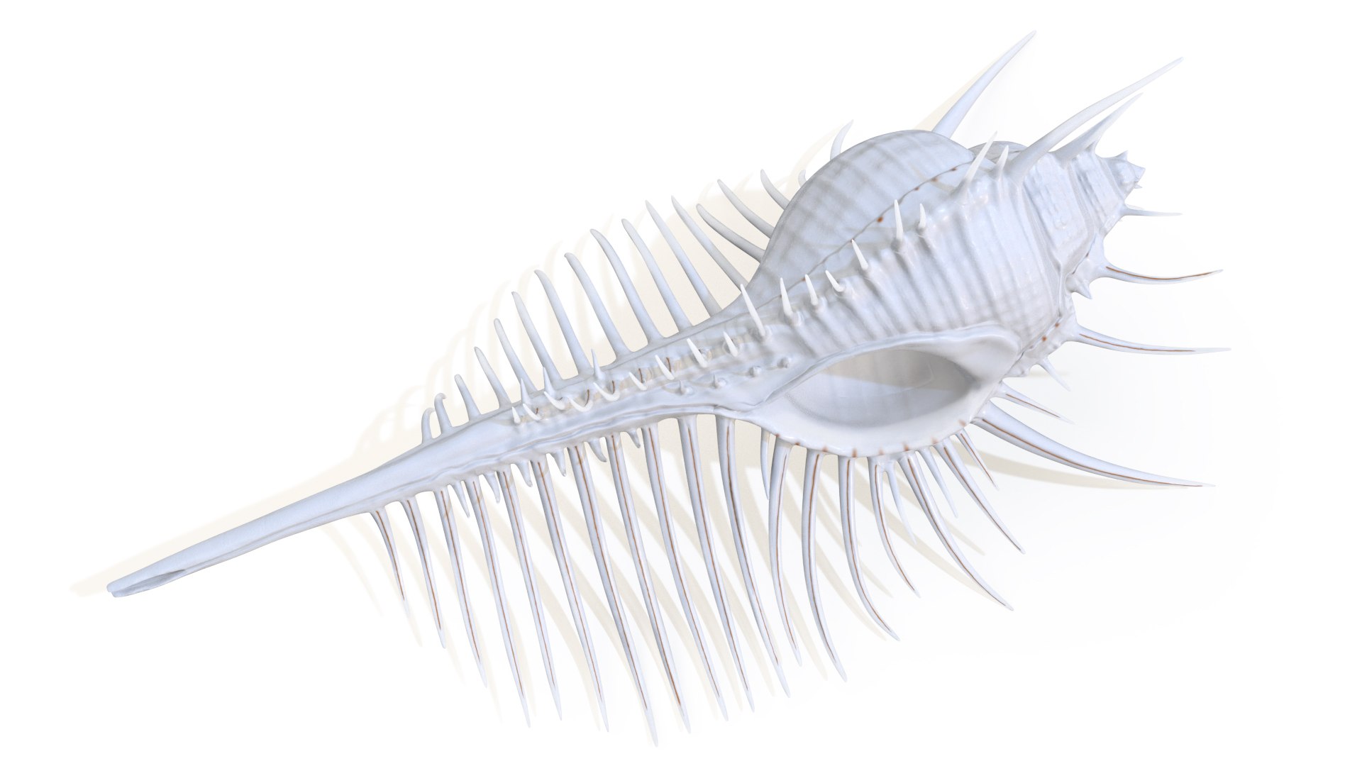 3D Model Seashell Venus Comb Murex White - TurboSquid 2232374