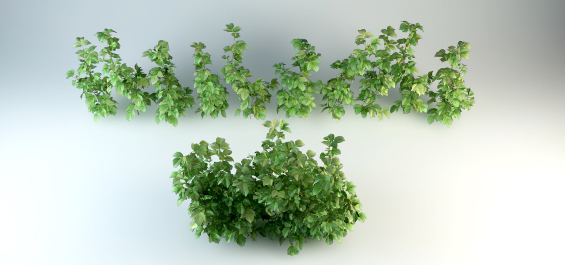 3D Raspberry Bushes - TurboSquid 1226577