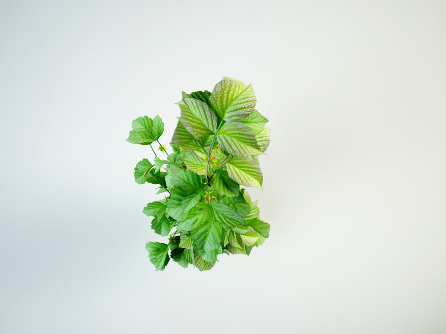 3D Raspberry Bushes - TurboSquid 1226577