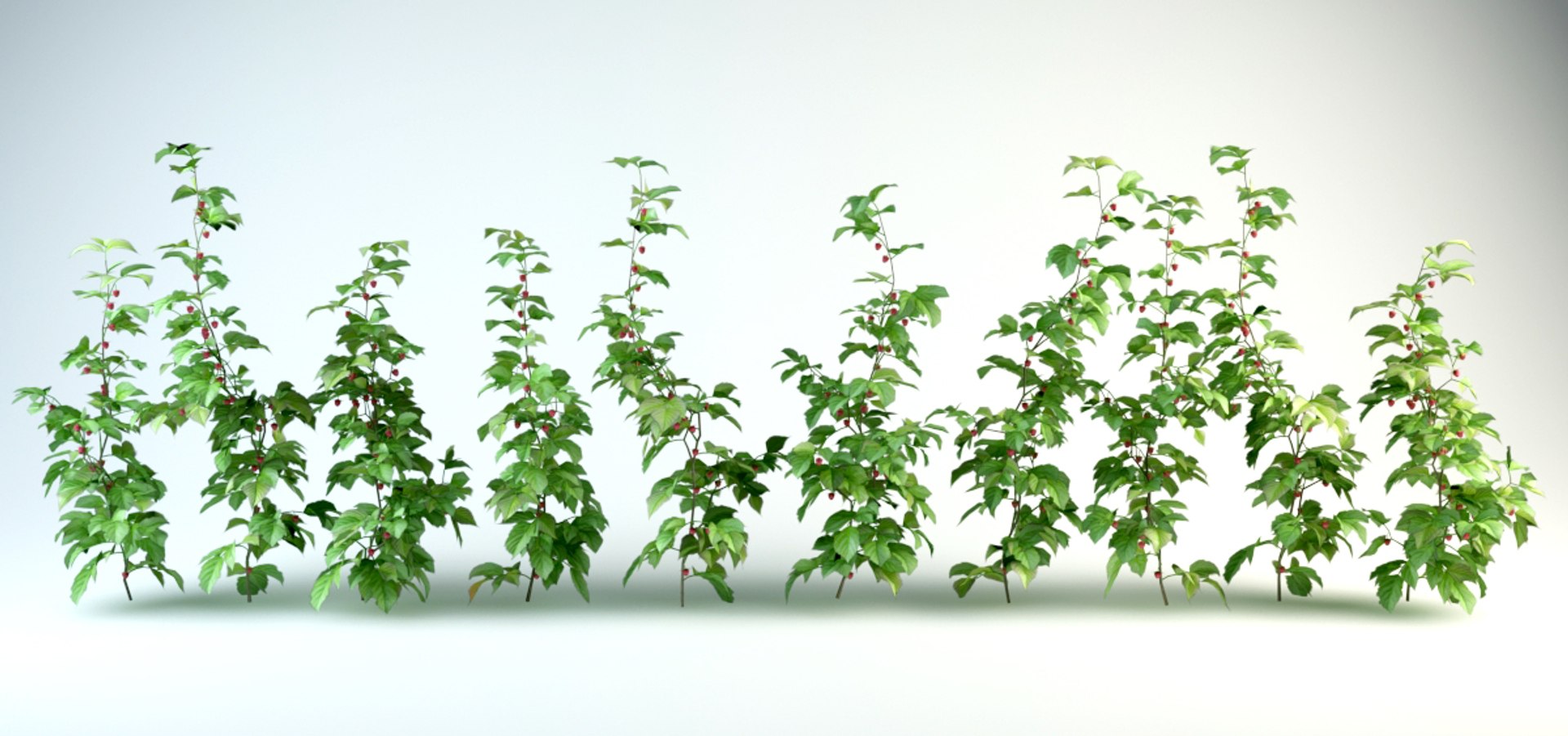 3D Raspberry Bushes - TurboSquid 1226577