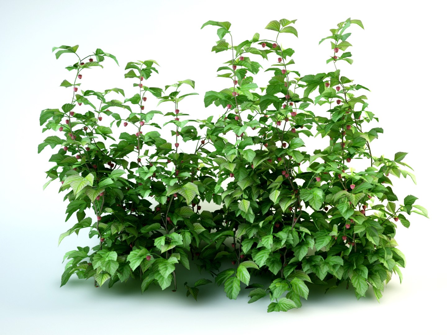 3D Raspberry Bushes - TurboSquid 1226577