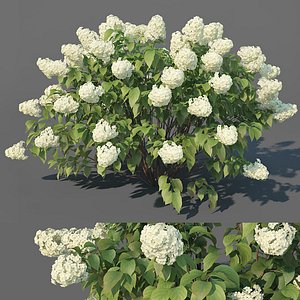 3D Hydrangea Models - Browse & Download Formats - TurboSquid