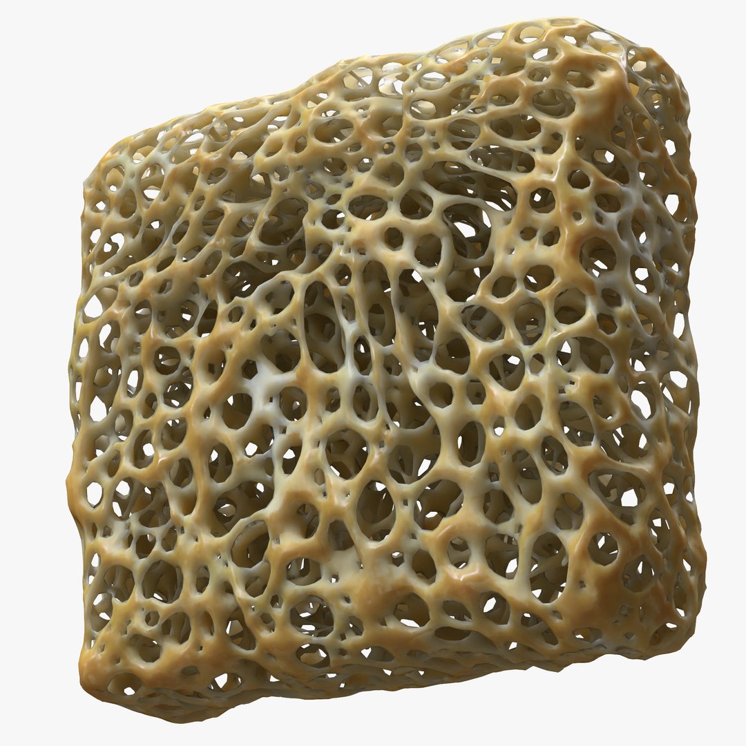 Bone Matrix Rectangle 3D Model - TurboSquid 1822993
