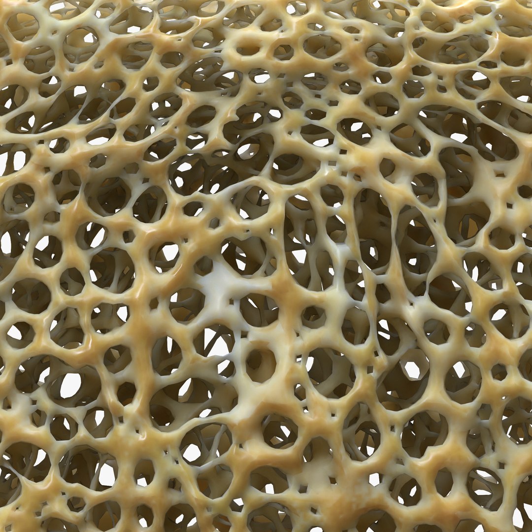 Bone Matrix Rectangle 3D Model - TurboSquid 1822993