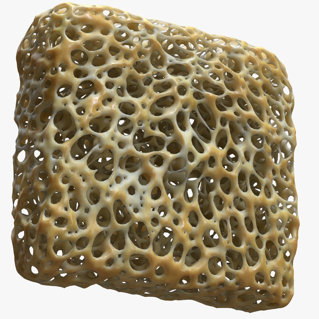 Bone Matrix Rectangle 3D Model - TurboSquid 1822993