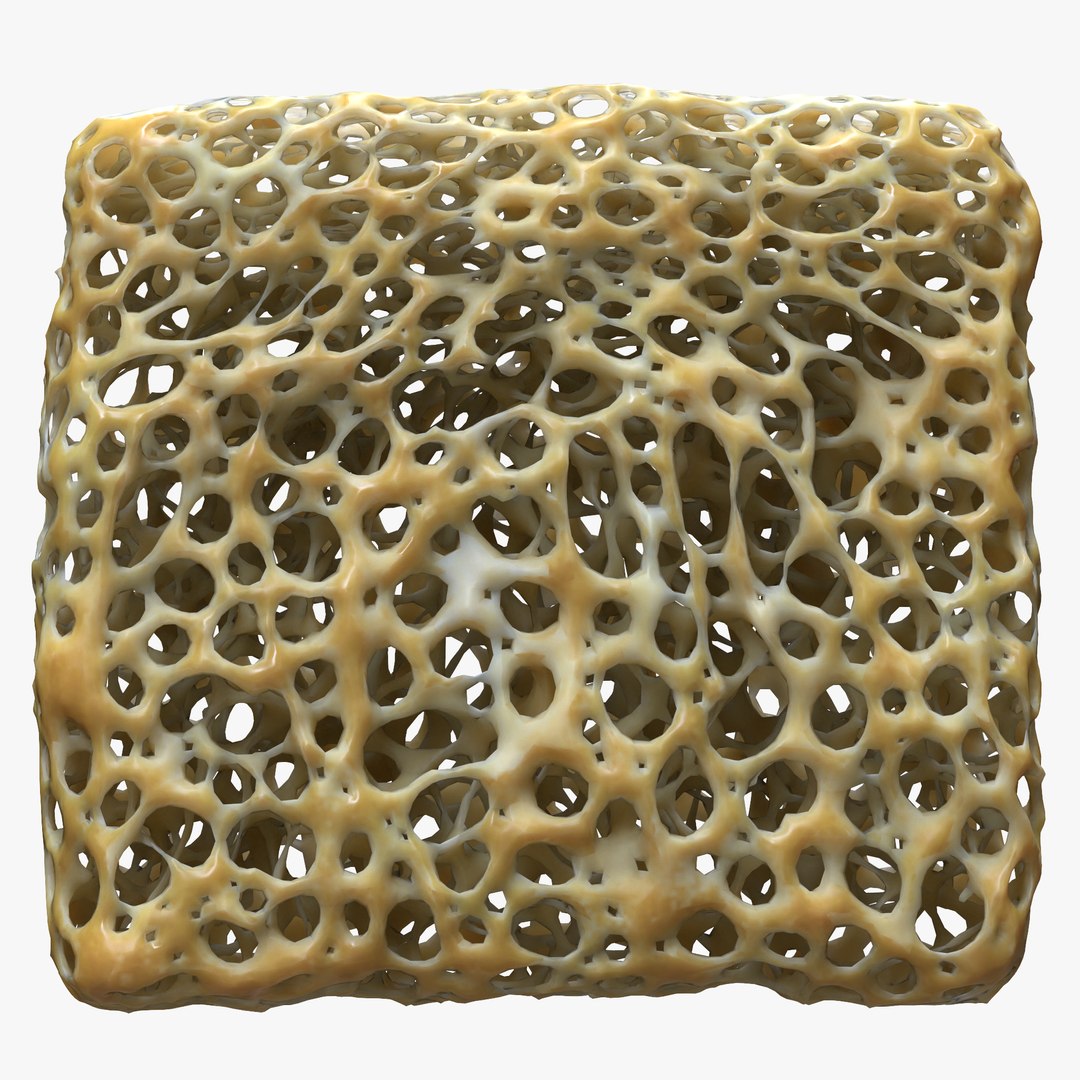Bone Matrix Rectangle 3D model - TurboSquid 1822993