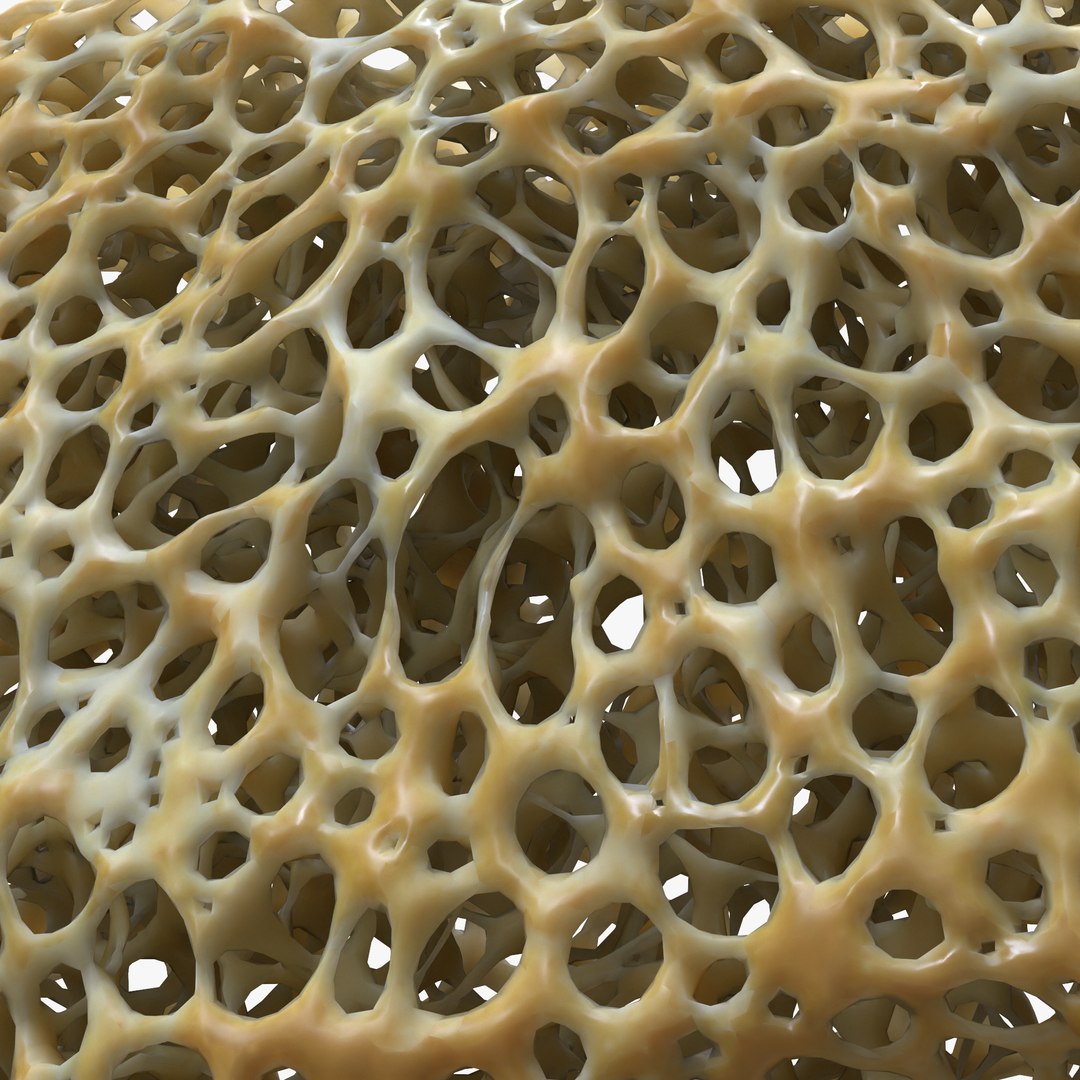 Bone Matrix Rectangle 3D Model - TurboSquid 1822993