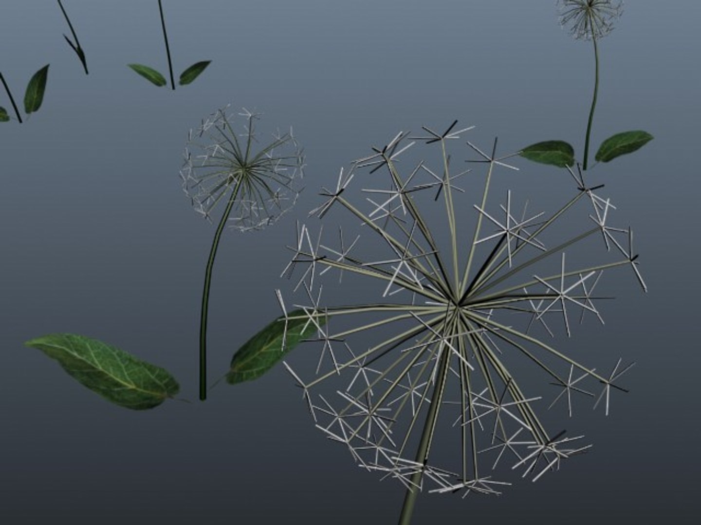 Set Dandelion 3d Model