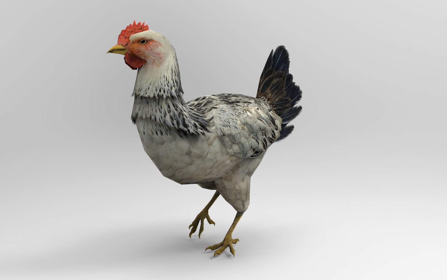 Hen 04 Animations3D模型 - TurboSquid 1894283